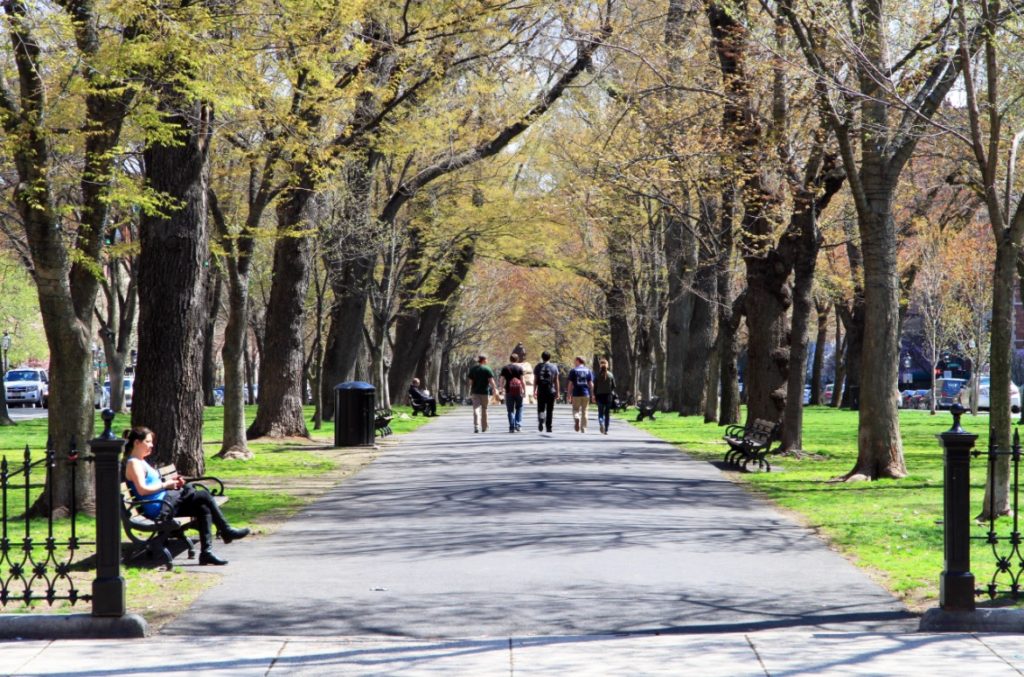 Top 15 Cities With The Most Trees - CITI I/O